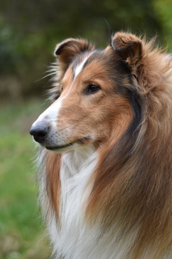 American Collie stock photo. Image of snout, american - 261452720