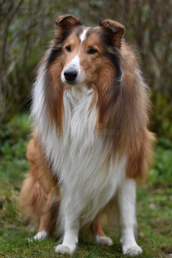 American Collie stock image. Image of male, collie, puppy - 261452693