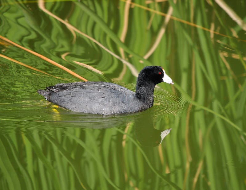 American Coot stock photo. Image of coot, waterfowl, feathers - 25264014