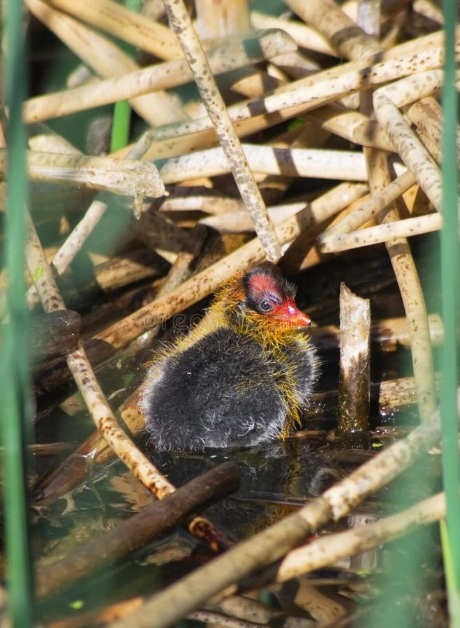 American Coot Baby Chick stock image. Image of young - 25004149