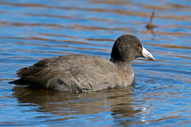 American Coot stock image. Image of wildlife, ocean, beautiful - 46875103