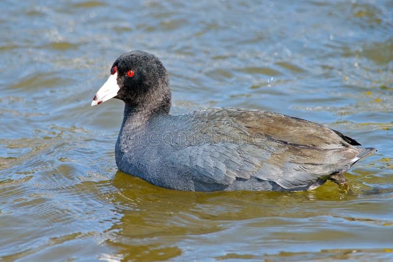 American Coot stock photo. Image of lake, nature, tidal - 22472696