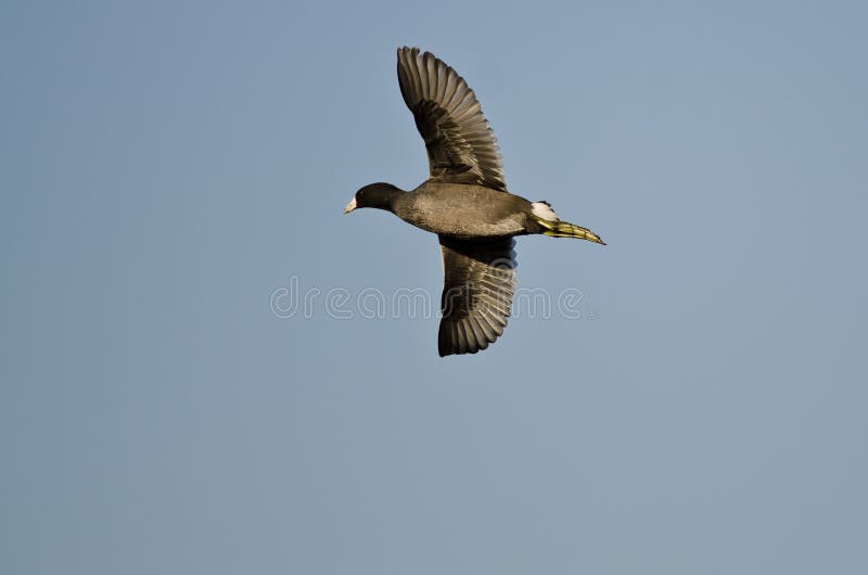 American Coot Flying in a Blue Sky Stock Image - Image of blue, wild ...