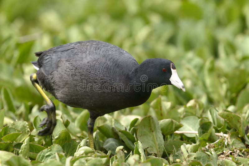 American Coot Migration on Geneva Lake Stock Photo - Image of game ...