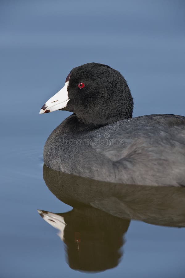 American Coot Migration on Geneva Lake Stock Photo - Image of game ...