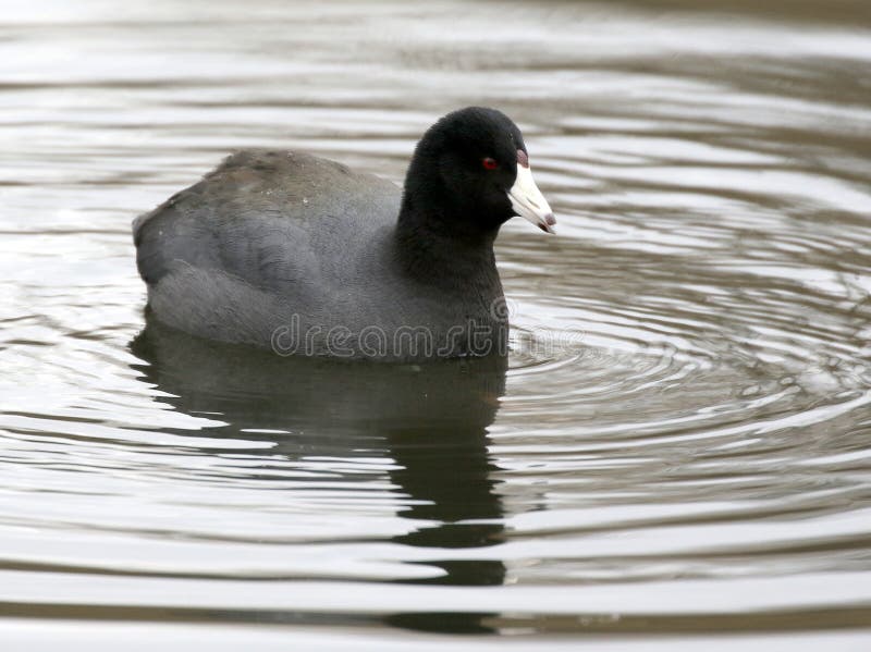 A coot in a pond stock photo. Image of lake, drying, rock - 53654468