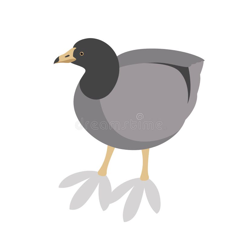 American Coot Profile Side Vector Illustration Flat Stock Vector ...