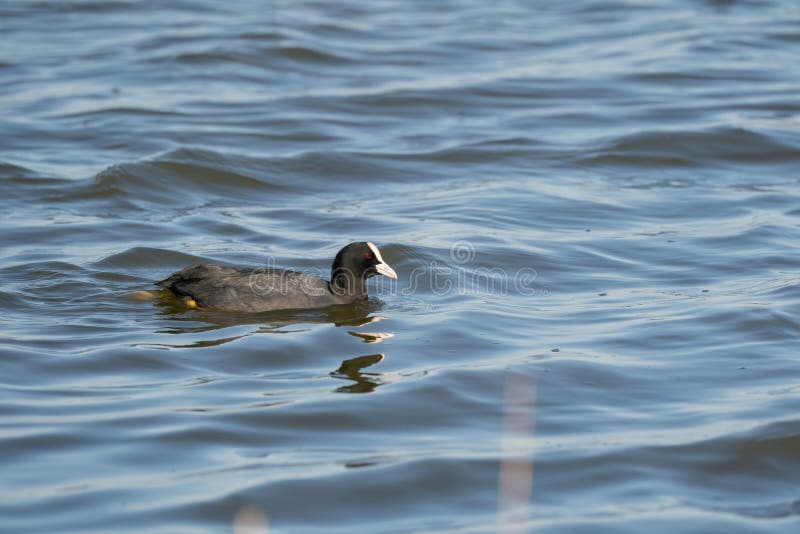An American Coot, with Red Eyes. Swims between the Waves in the Lake ...