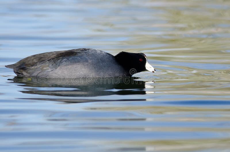 American Coot Resting on the Blue Water Stock Image - Image of resting ...