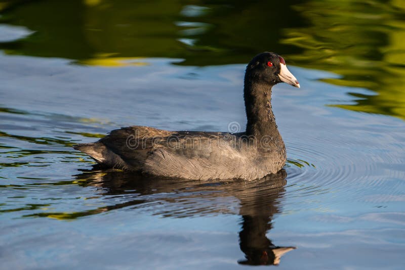 American coot stock photo. Image of imagination, bird - 58814720