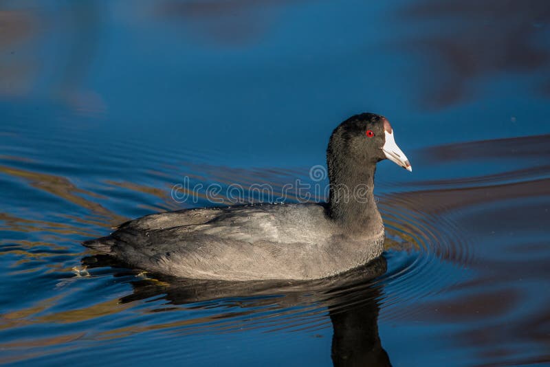American Coot stock image. Image of claws, good, flight - 56735833