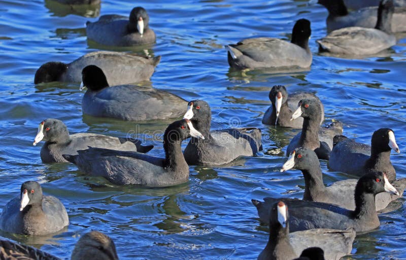 Mud Hens stock image. Image of wildlife, birds, animal - 18803653