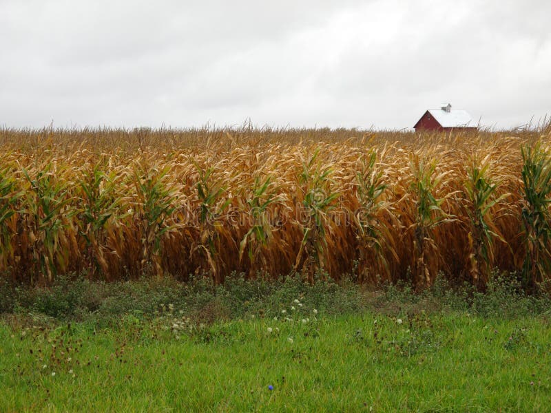 American Cornfield and Farmhouse Near Rt. 66 Stock Photo - Image of ...