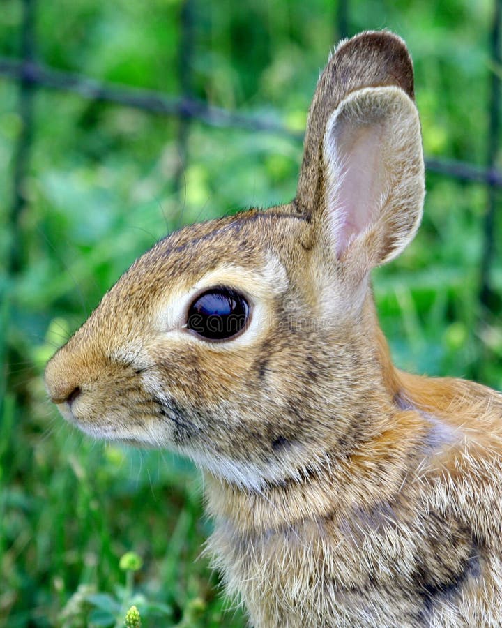 American cottontail rabbit stock image. Image of fluffy - 2551177