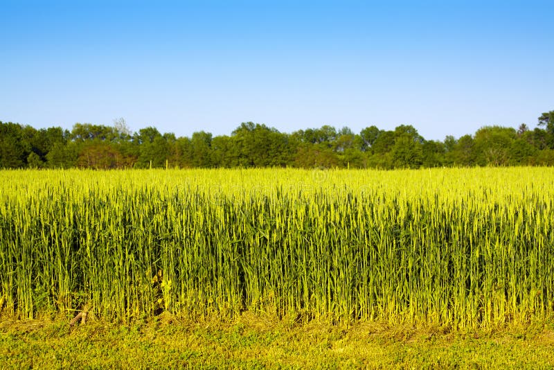 American Countryside stock image. Image of countryside - 26071155