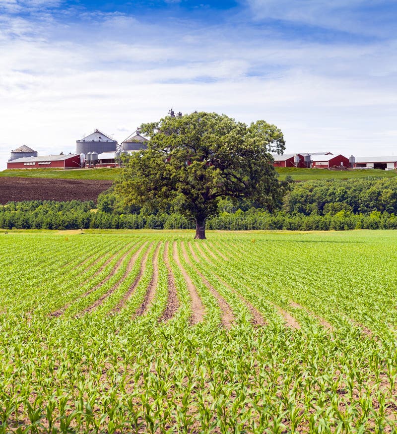 American Countryside stock image. Image of grass, growth - 30976279