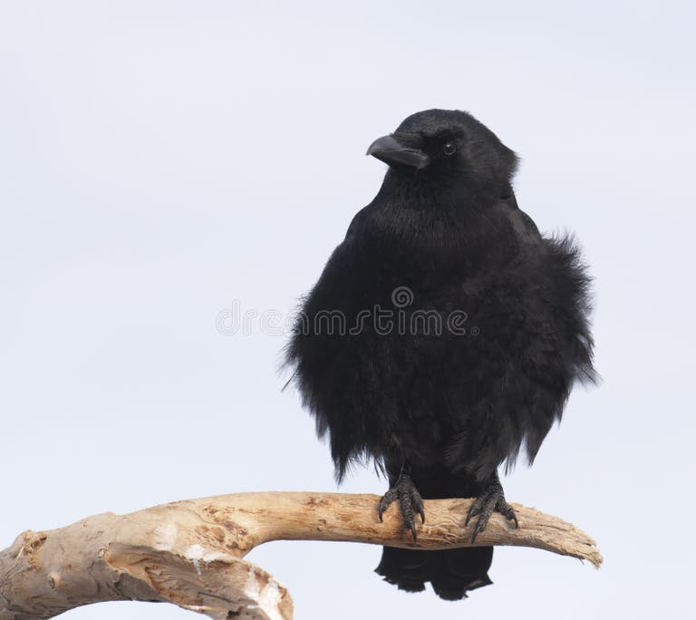 American Crow stock image. Image of birds, american, bird - 13799943