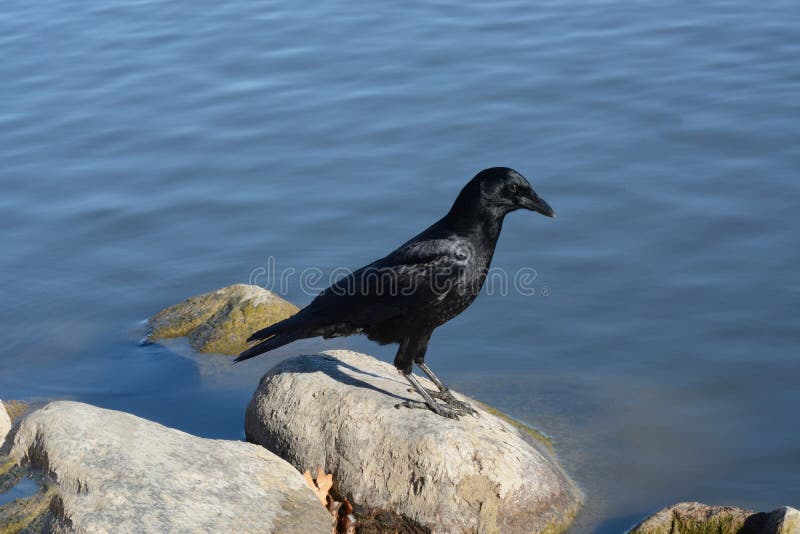 American Crow Bird at Edge of Lake Stock Photo - Image of ...
