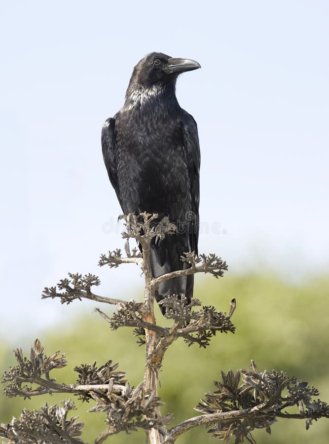 American Crow or Black Bird on Tree, California Stock Photo - Image of ...