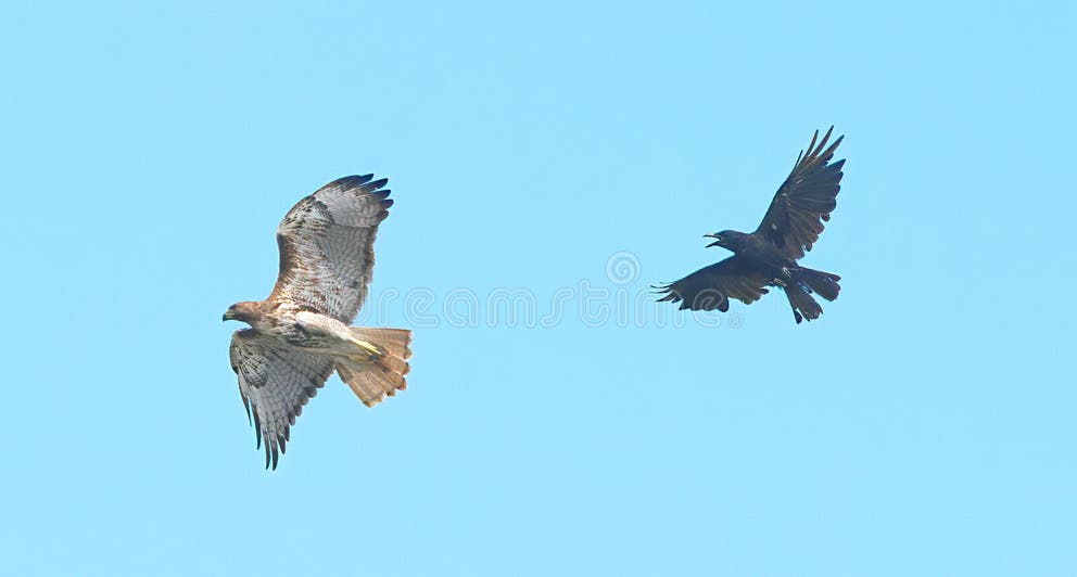 American Crow Chasing a Red Tailed Hawk in Blue Sky Stock Photo - Image ...