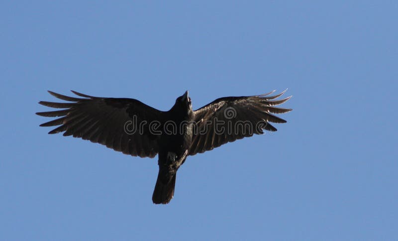 American Crow in flight stock image. Image of tale, rook - 19049853