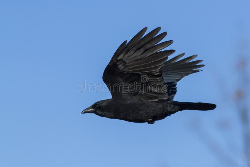 Black Crow in Flight with Spread Wings Stock Photo - Image of spread ...