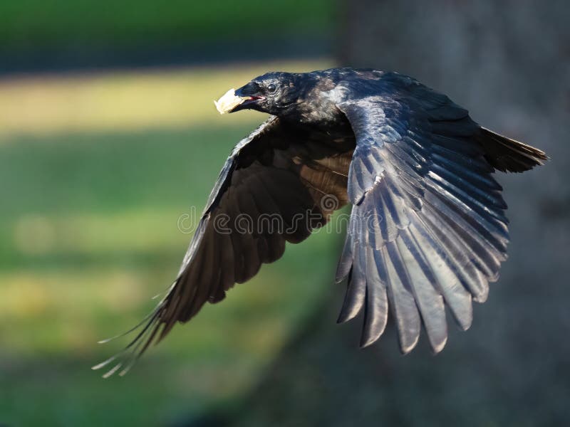 An American Crow in Flight with Peanut in Mouth Stock Photo - Image of ...