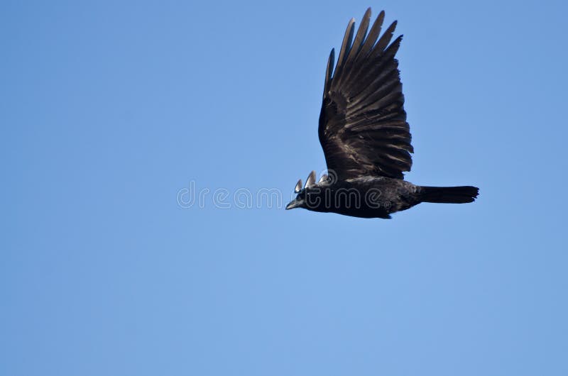 American Crow in flight stock image. Image of symbol - 19049853