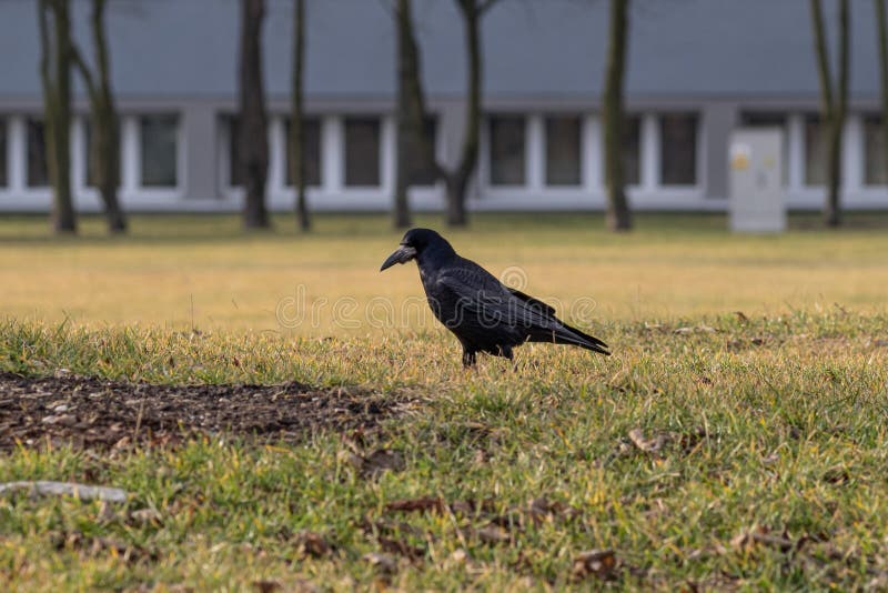 Crow on the ground stock image. Image of fauna, natural - 230408647