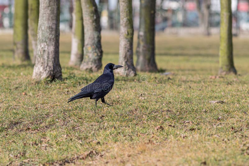 American Crow on the Ground Covered in Greenery Under the Sunlight with ...