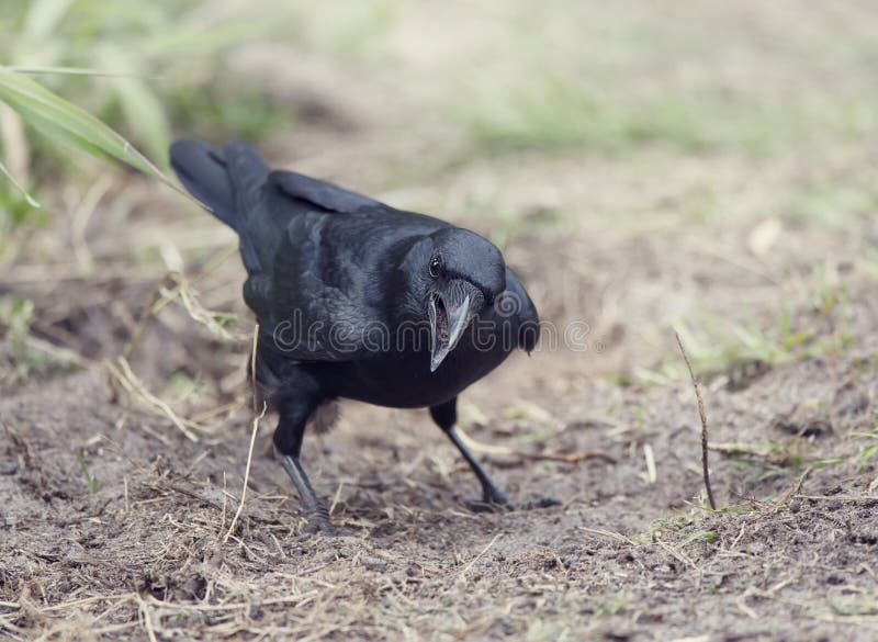 American Crow on the Ground Stock Photo - Image of black, portrait ...