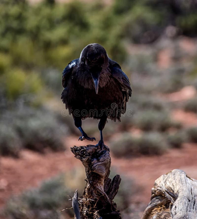 American Crow stock image. Image of shiny, feathers - 146536535