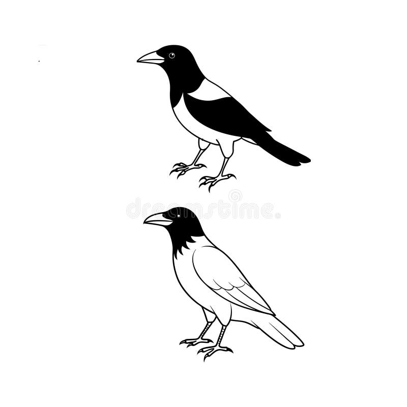The American Crow: an Intelligent and Adaptable Bird Stock Vector ...