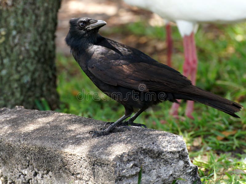 American Crow Leaning Forward Stock Photo - Image of animal, leaning ...