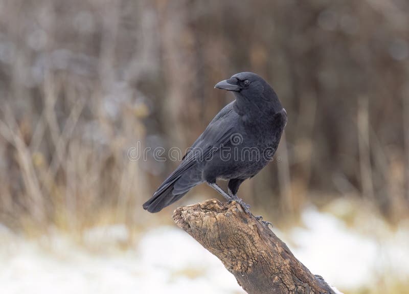 An American Crow Perched on a Branch on a Cold Winter Day in Ottawa ...
