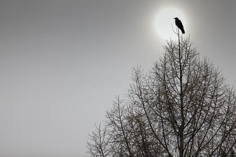 American Crow Perched on Top of a Tree_ Stock Photo - Image of tree ...