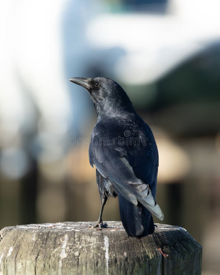 American Crow Perches on Piling Stock Photo - Image of animal, avian ...