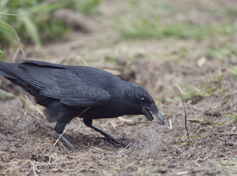 American Crow Standing on the Ground Stock Photo - Image of outdoors ...