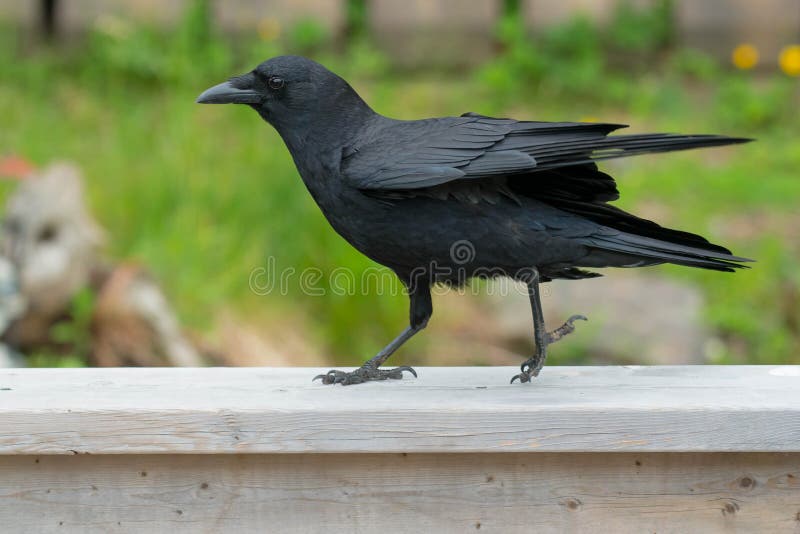 American Crow - Corvus Brachyrhynchos Stock Image - Image of watching ...