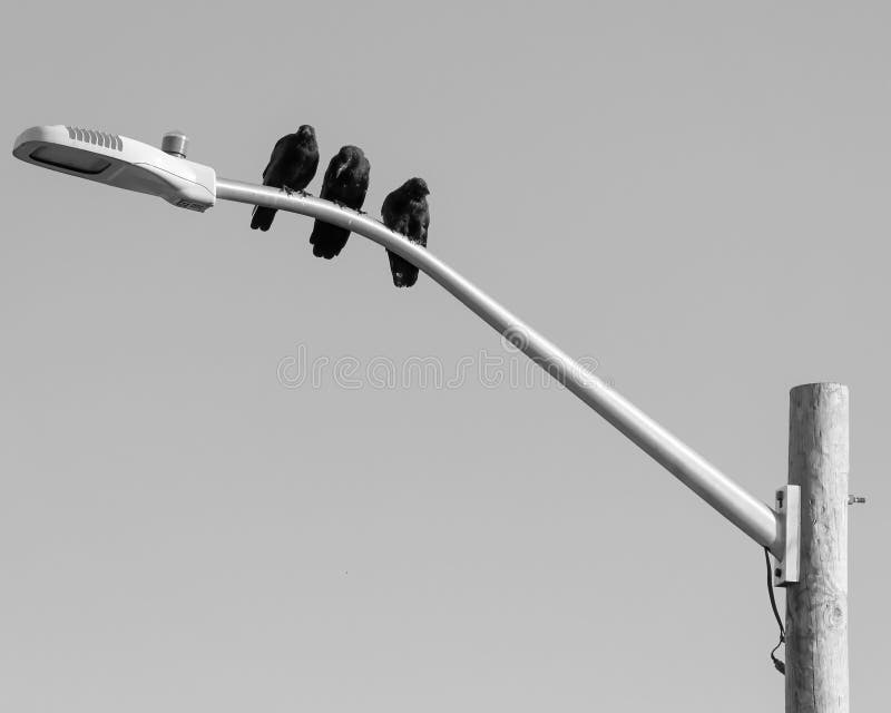 3 American Crows Sit on a Lamp Post Looking Below. Stock Photo - Image ...