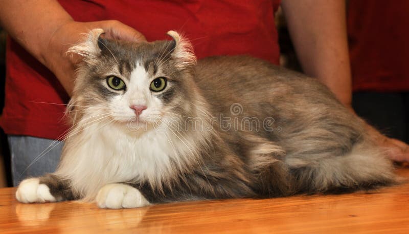 American Curl cat stock image. Image of grey, isolated - 39156045