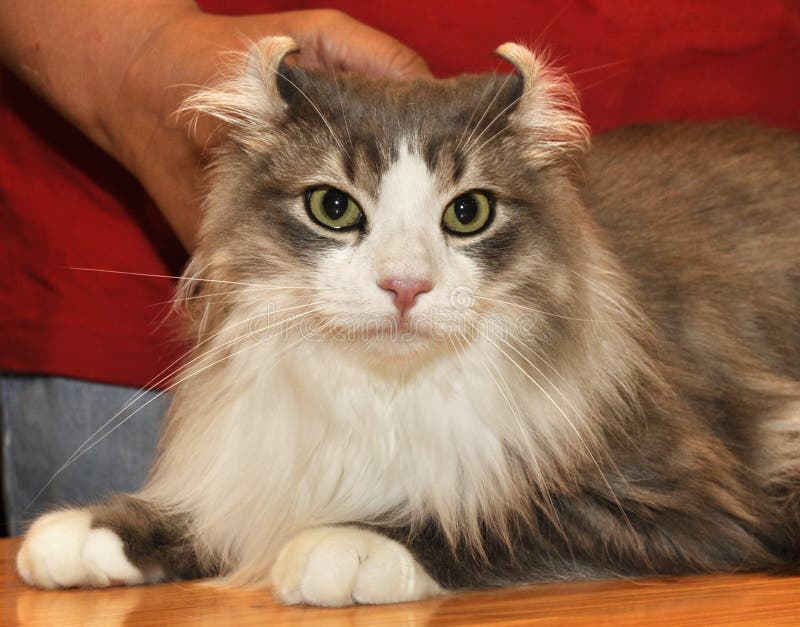 American Curl cat stock image. Image of domestic, portrait - 39156065