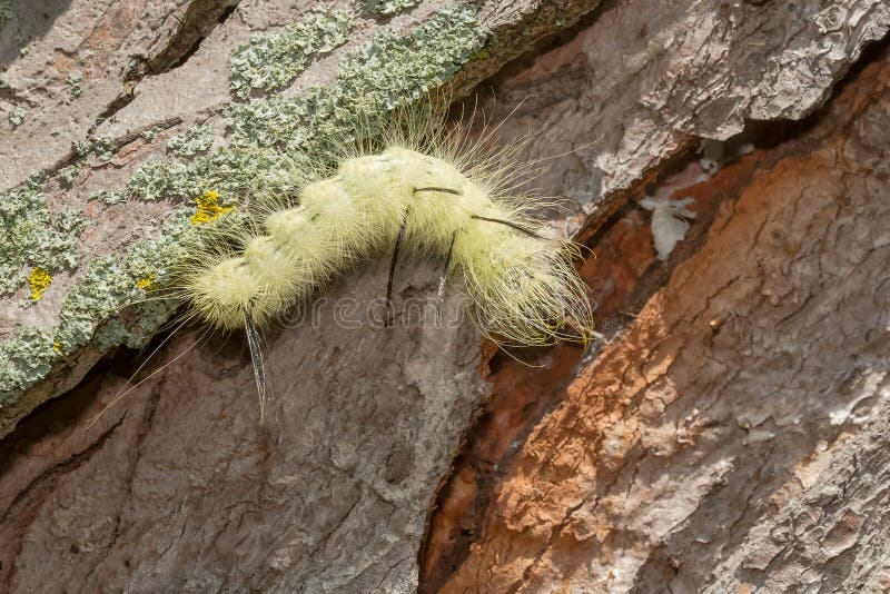 American Dagger Moth - Acronicta Americana Imagen de archivo - Imagen ...
