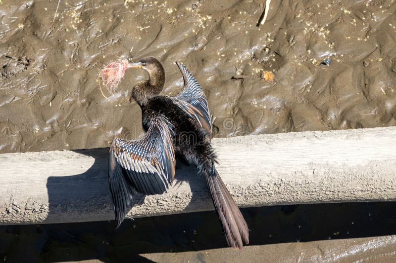 An American Darter, Anhinga Anhinga, with a Plastic Litter Stock Image ...