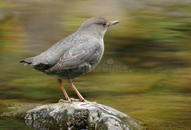 American Dipper stock image. Image of brook, creek, mountain - 3684971