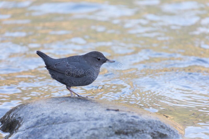 American Dipper stock image. Image of columbia, american - 93713545
