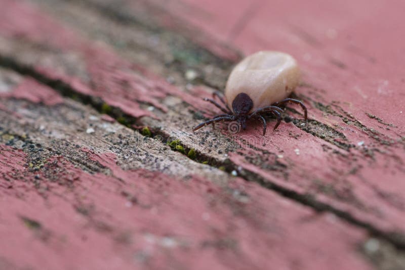 American dog tick stock image. Image of pest, tick, orange - 260122703