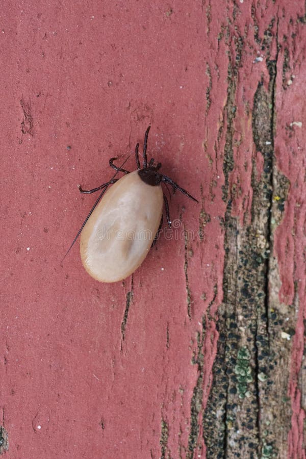 American dog tick stock image. Image of crawling, concept - 260122709