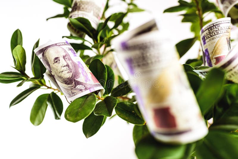 American Dollar Bills Growing on the Branches of a Fortune Tree Stock ...