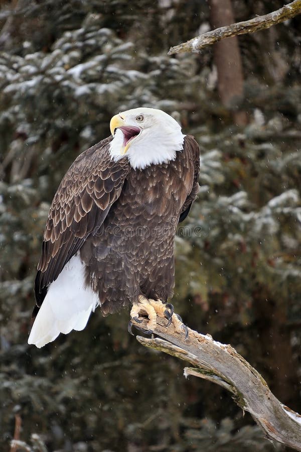 American Eagle stock image. Image of natural, eagles - 24419343